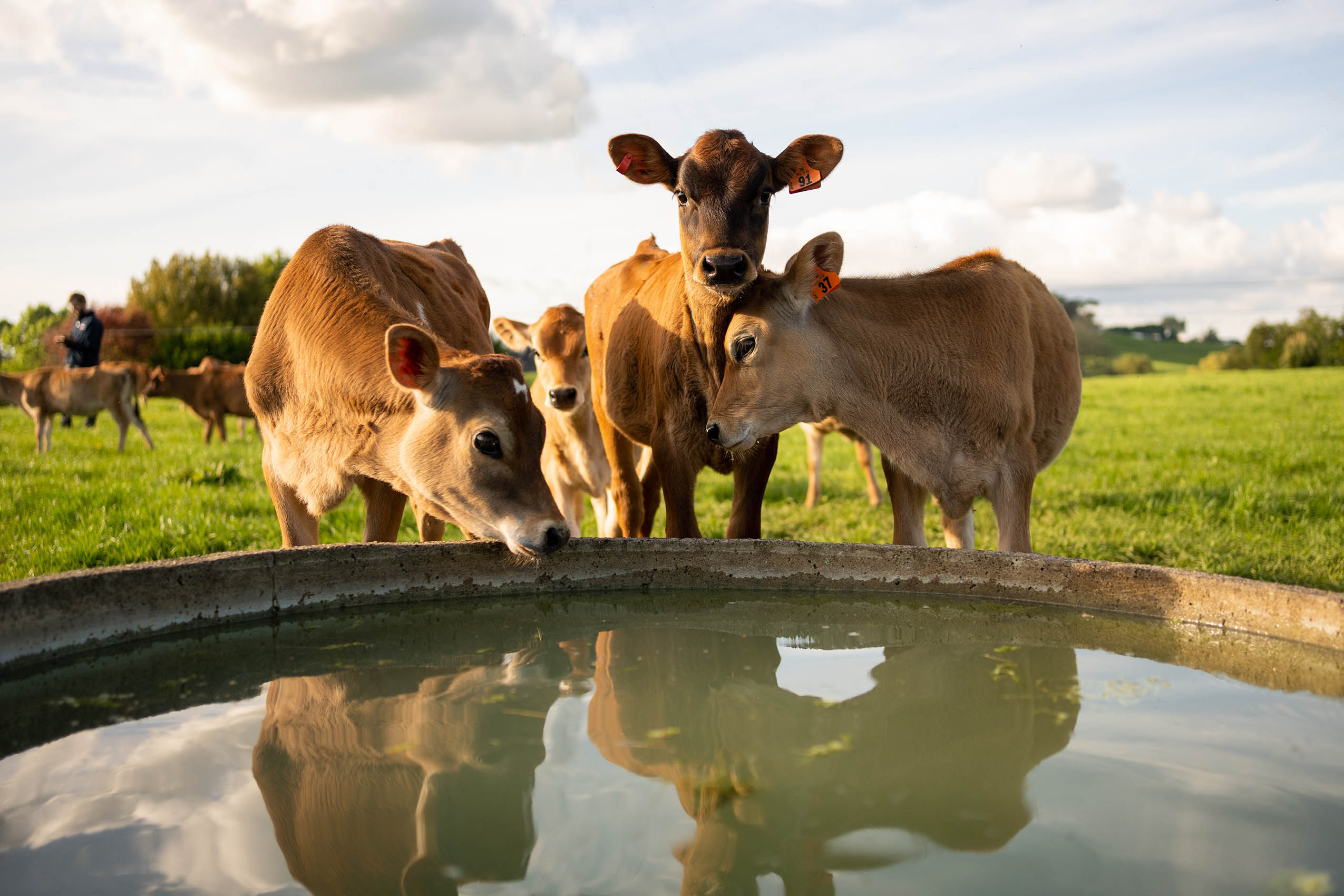 Animal Health Research Planning & Study Design NZ | Epivets Veterinary ...